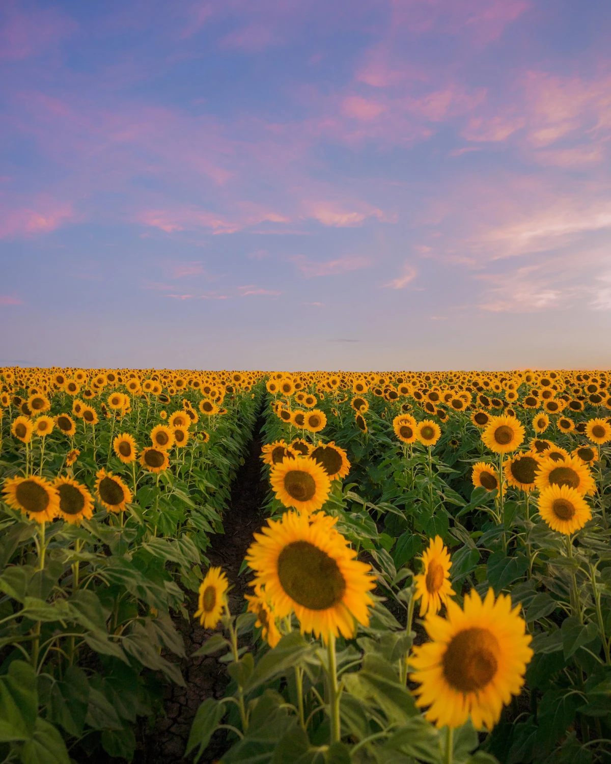 Level 10.5: "Sunflower Sunset" | Backrooms Wiki | Fandom