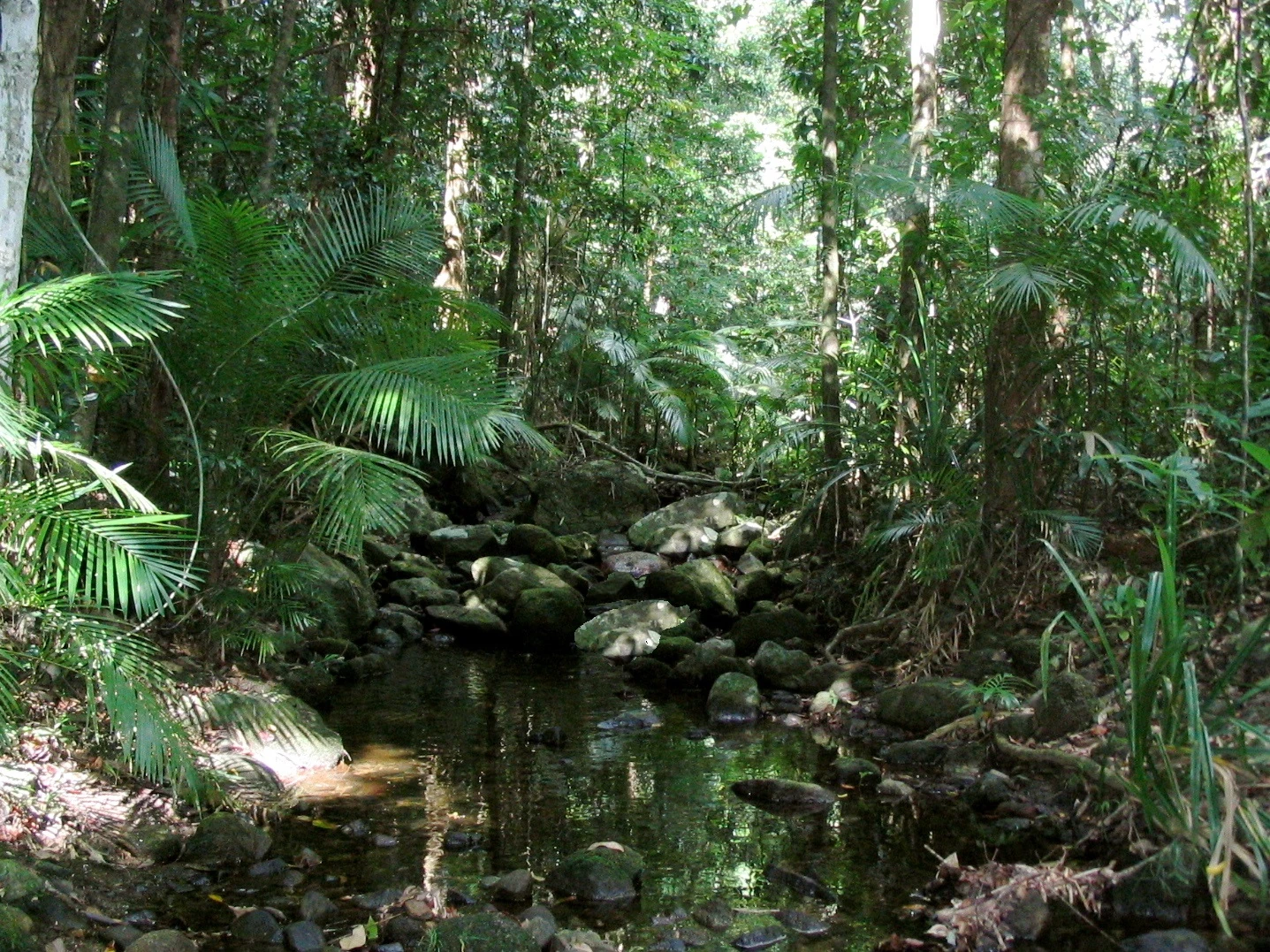 Level 110: "Voodoo Jungle" | Backrooms Wiki | Fandom