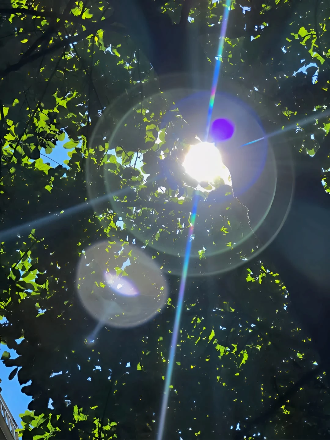 Level ZH 486: "林荫伊甸" | Backrooms Wiki | Fandom