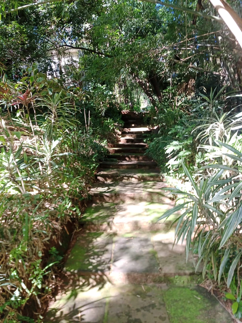 Level 181: "Forest Paths" | Backrooms Wiki | Fandom