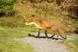 Entity 205:"两尾狐" | Backrooms Wiki | Fandom