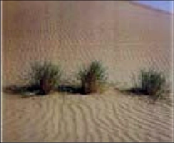 Nível 46: "Deserto da Arábia" | Wiki Backrooms | Fandom