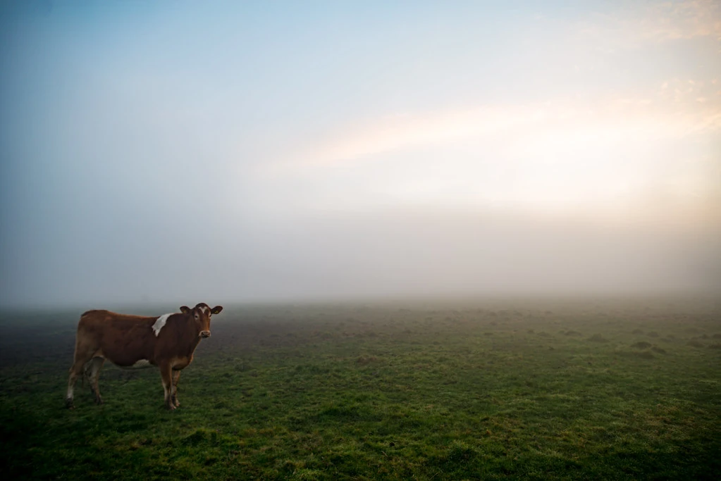 Level 756 On Big Island Live Only One Cow その大きな島には牛が1頭だけ住んでいる