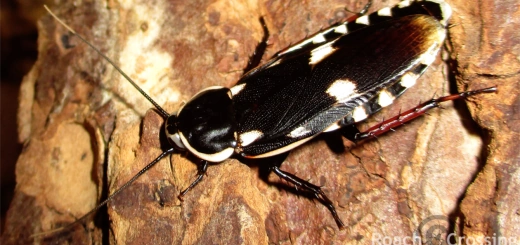 Entity 124: "Clockroaches" | Backrooms Wiki | Fandom