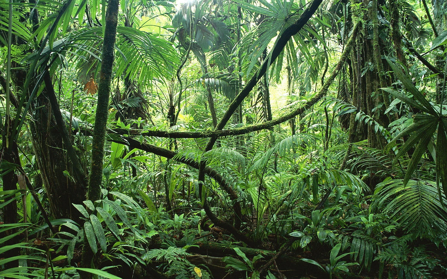 Level 110: "Voodoo Jungle" | Backrooms Wiki | Fandom