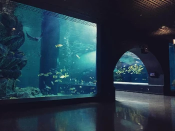 Level 906 η: "水族馆" | Backrooms Wiki | Fandom