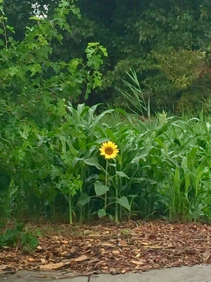 Entidad 49, "Simbióticos Solares" | Wiki Backrooms | Fandom