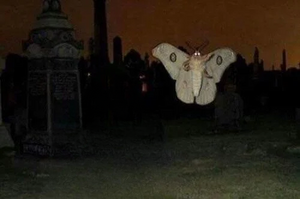 Entity 4: "Deathmoths" | Backrooms Wiki | Fandom