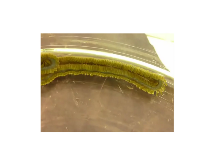 ☂️ Level 13: "Vitrum Madness" 🏡 | Backrooms Wiki | Fandom