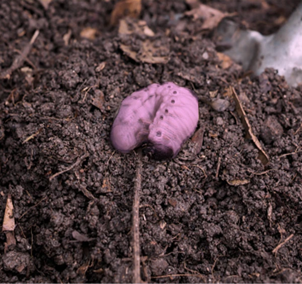 Entity 49: "Pink Larvae" | Backrooms Wiki | Fandom