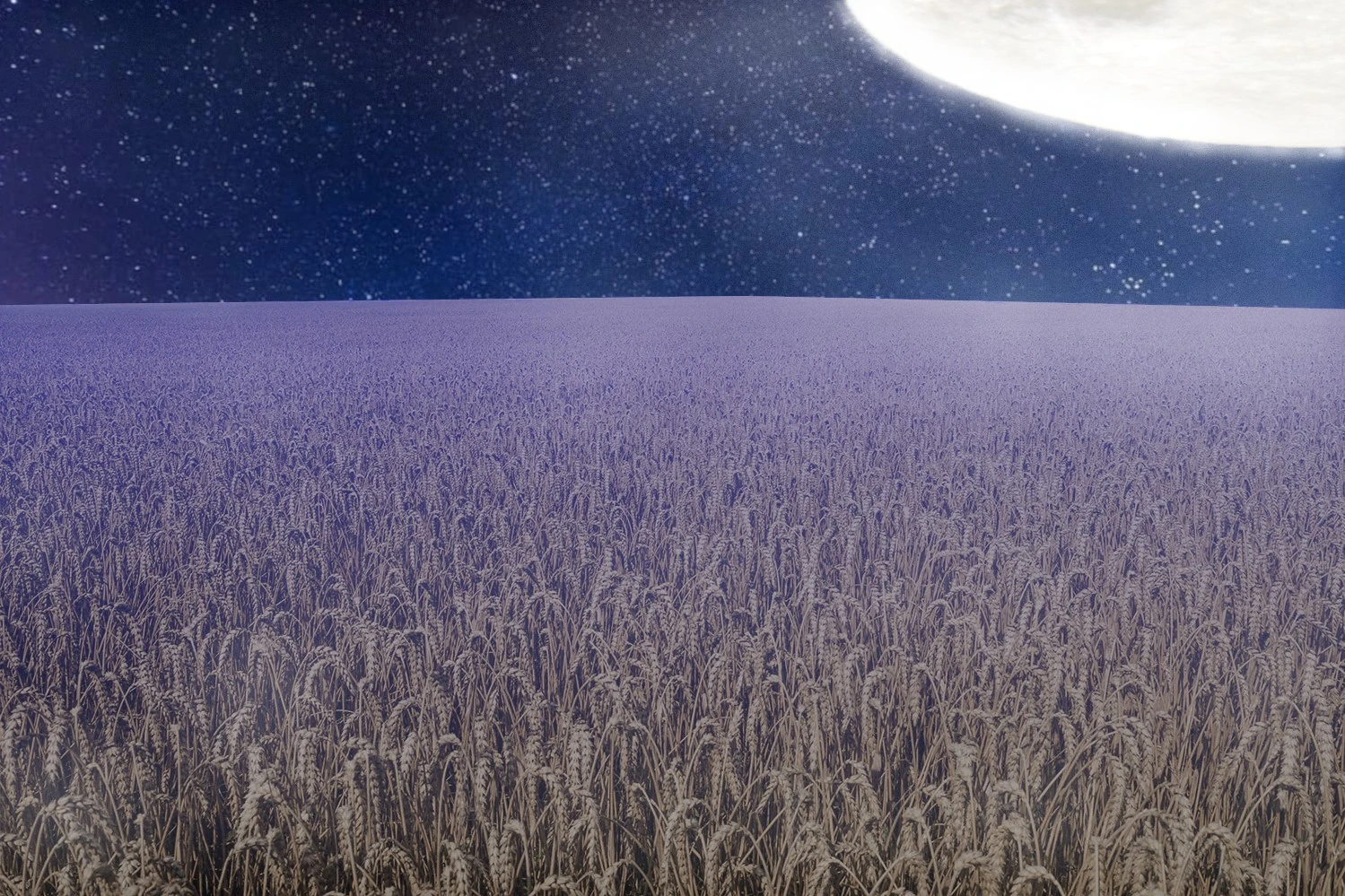 Level 10.2 - "Beautiful Field at Night" | Backrooms Wiki | Fandom