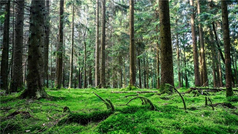 Level 91: "Jagdwald" | Backrooms Wiki | Fandom