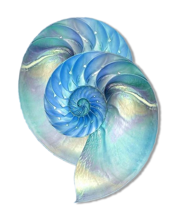 Level ZH 421: Star and Sea | Backrooms Wiki | Fandom