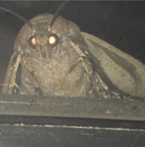 Entité 4 : "Death Moths" | Wiki Backrooms | Fandom