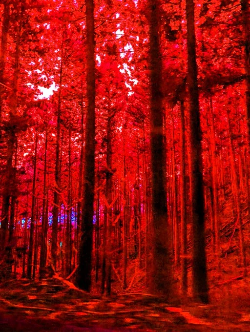 Level 174 η: "血濡れた庭園" | Backrooms Wiki | Fandom