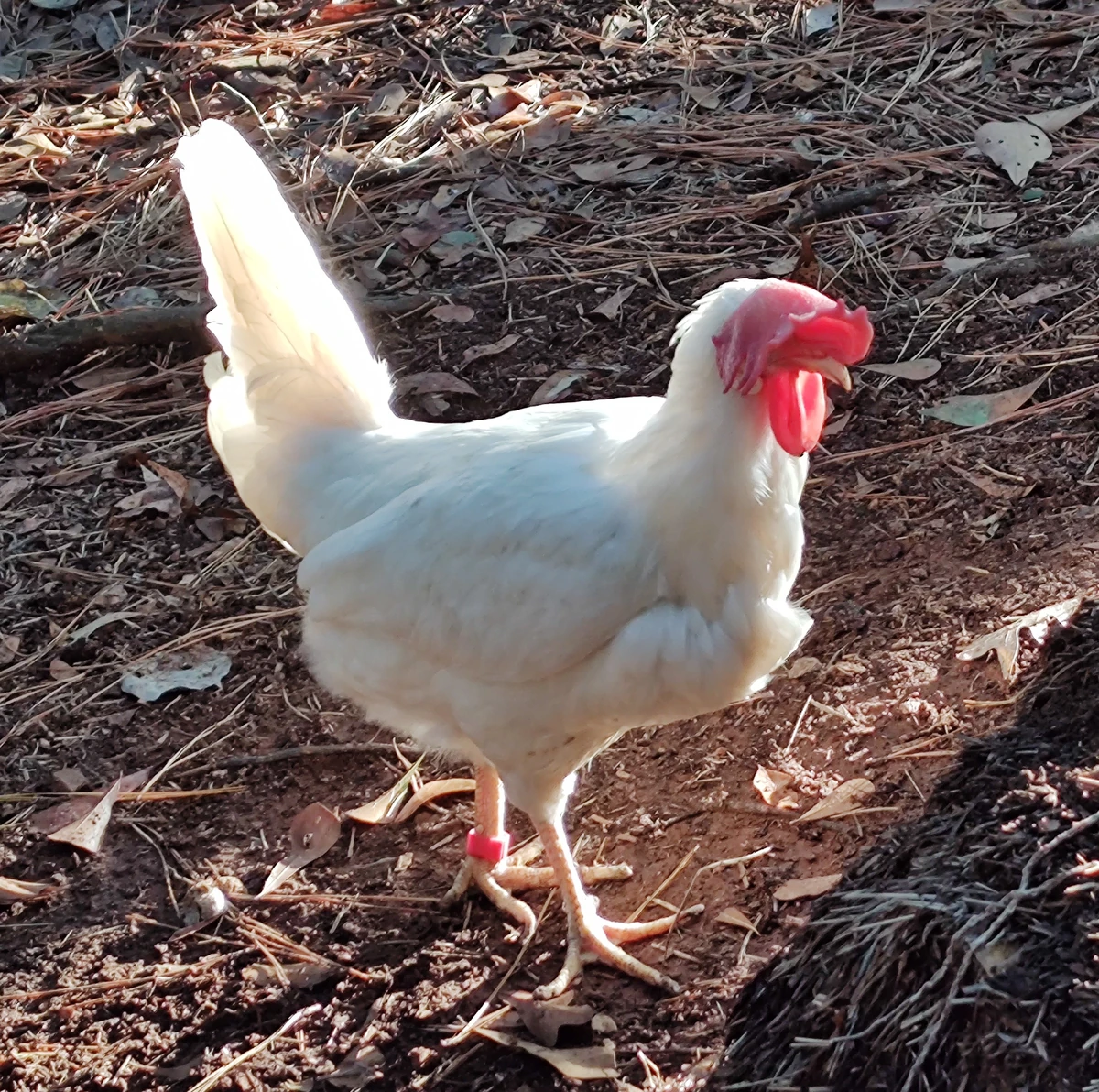 Vulture | Backyard Chickens Wiki | Fandom