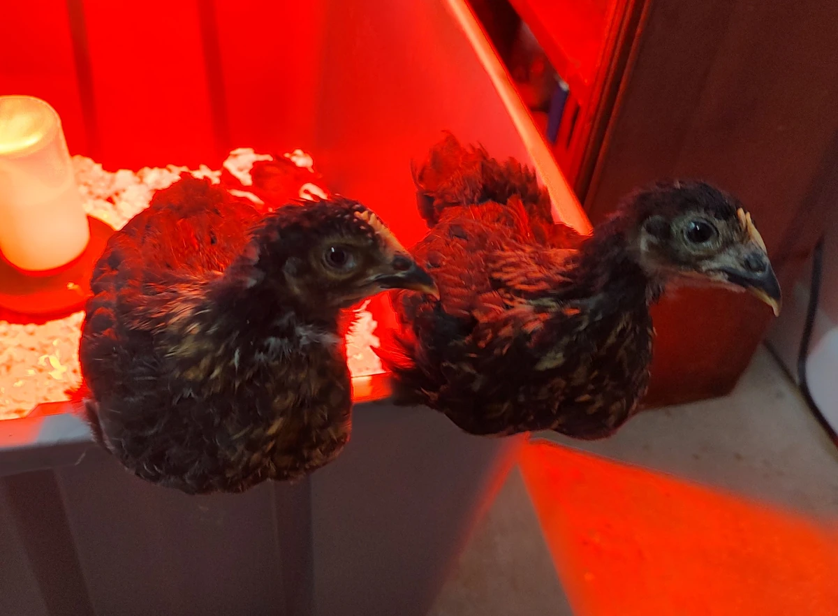 Luna | Backyard Chickens Wiki | Fandom