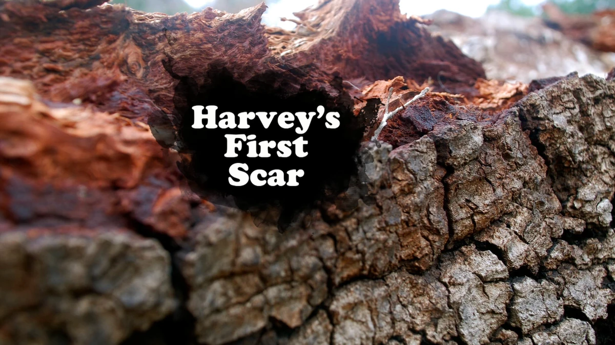 Harvey's First Scar | Harvey Beaks! Wiki | Fandom