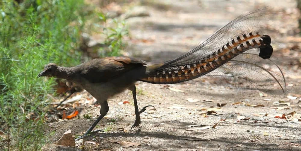 lyrebird (You DEFITNEY didn't know that this exists) | Fandom