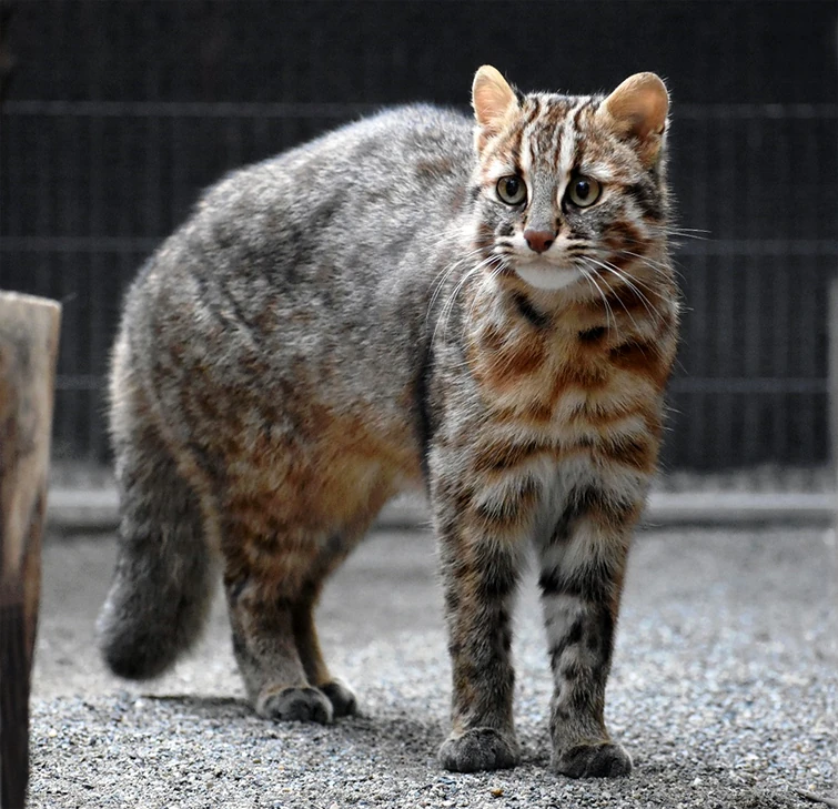 Wonderful PreCure has a cat Precure. About cats and Japanese culture ...