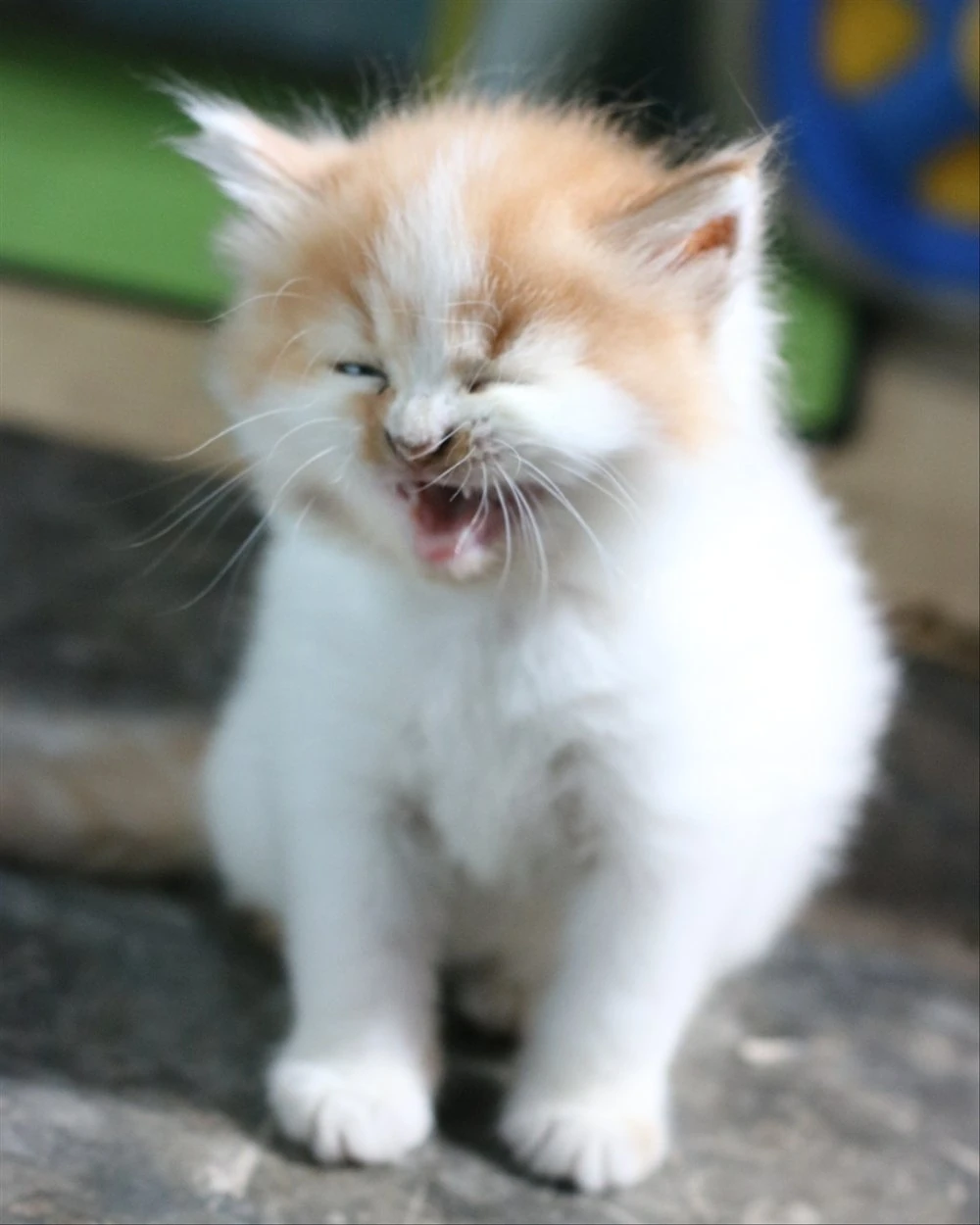 why are cats so cuteeeee?! | Fandom