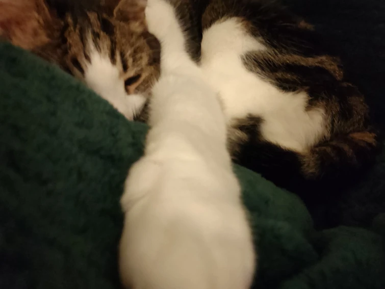 his ass is NOT sillius right meow | Fandom