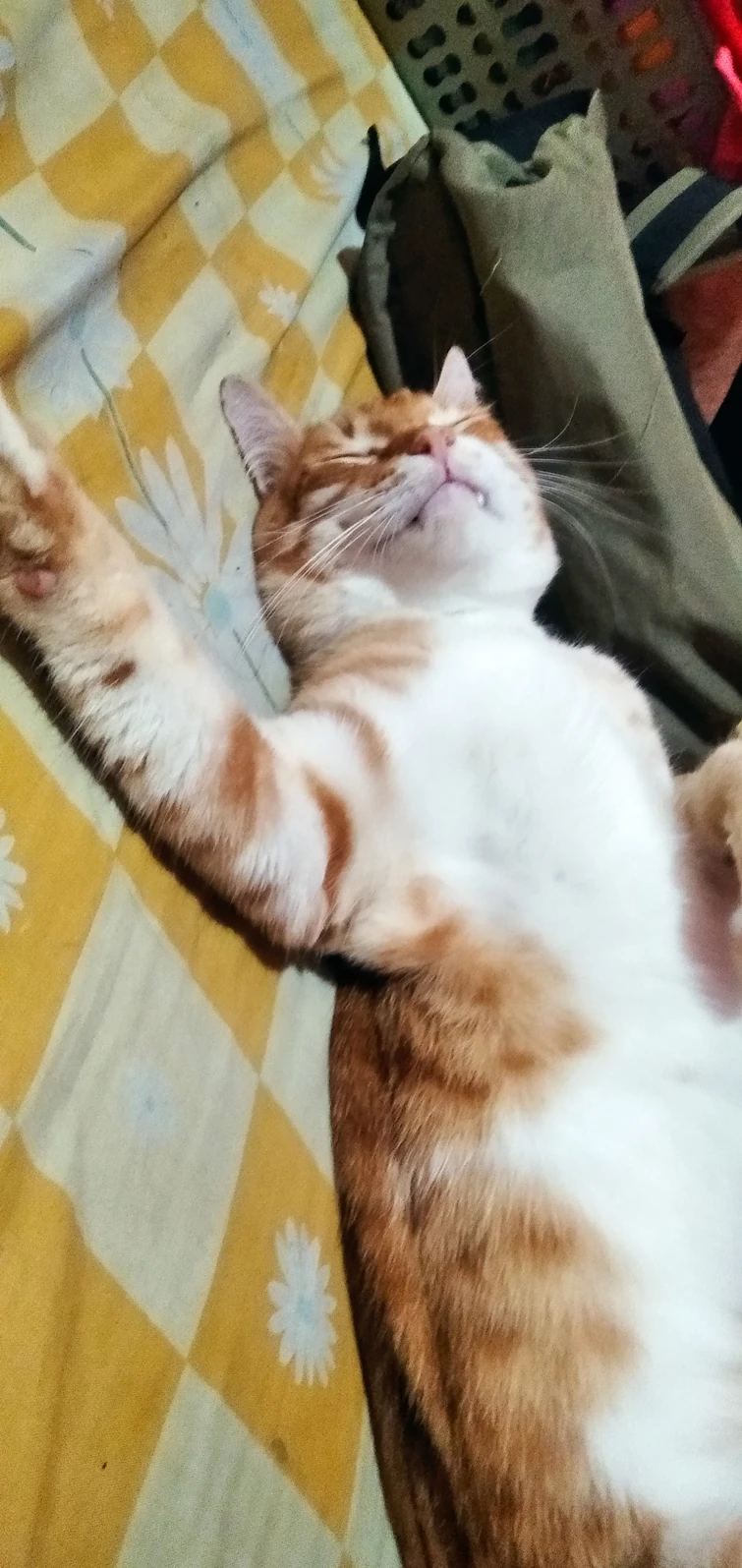 Smooth brain organisms | Fandom