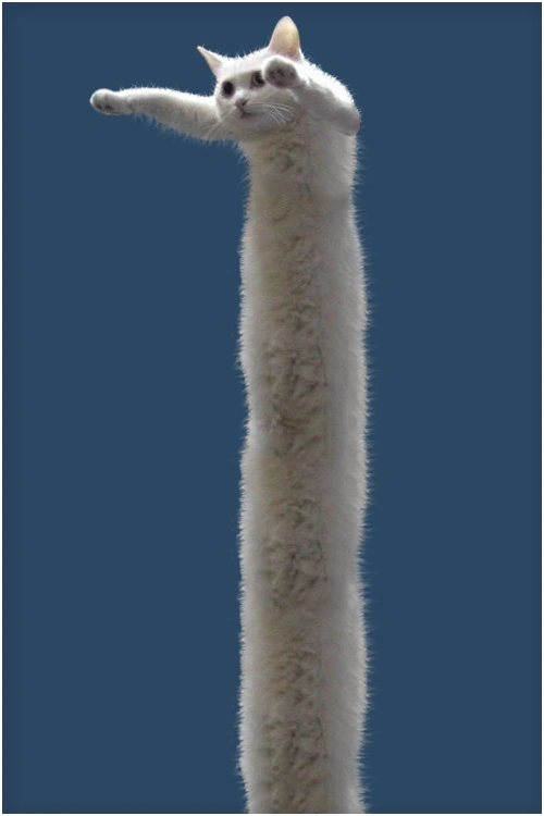 Long Cat | Wiki Bakaciones | Fandom