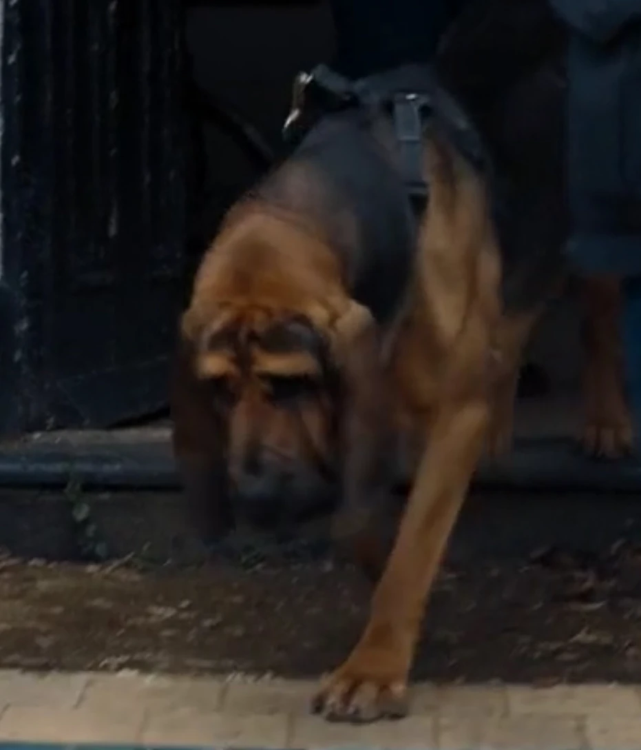 Toby (Sherlock) | Baker Street Wiki | Fandom