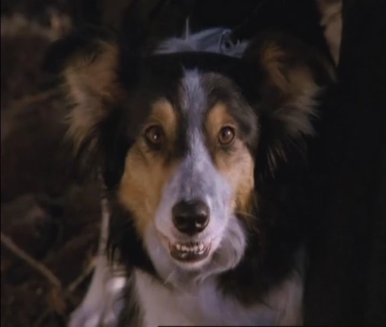 Toby (dog) | Baker Street Wiki | Fandom