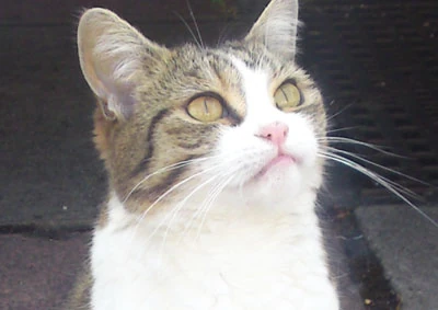 Toby (cat) | Baker Street Wiki | Fandom