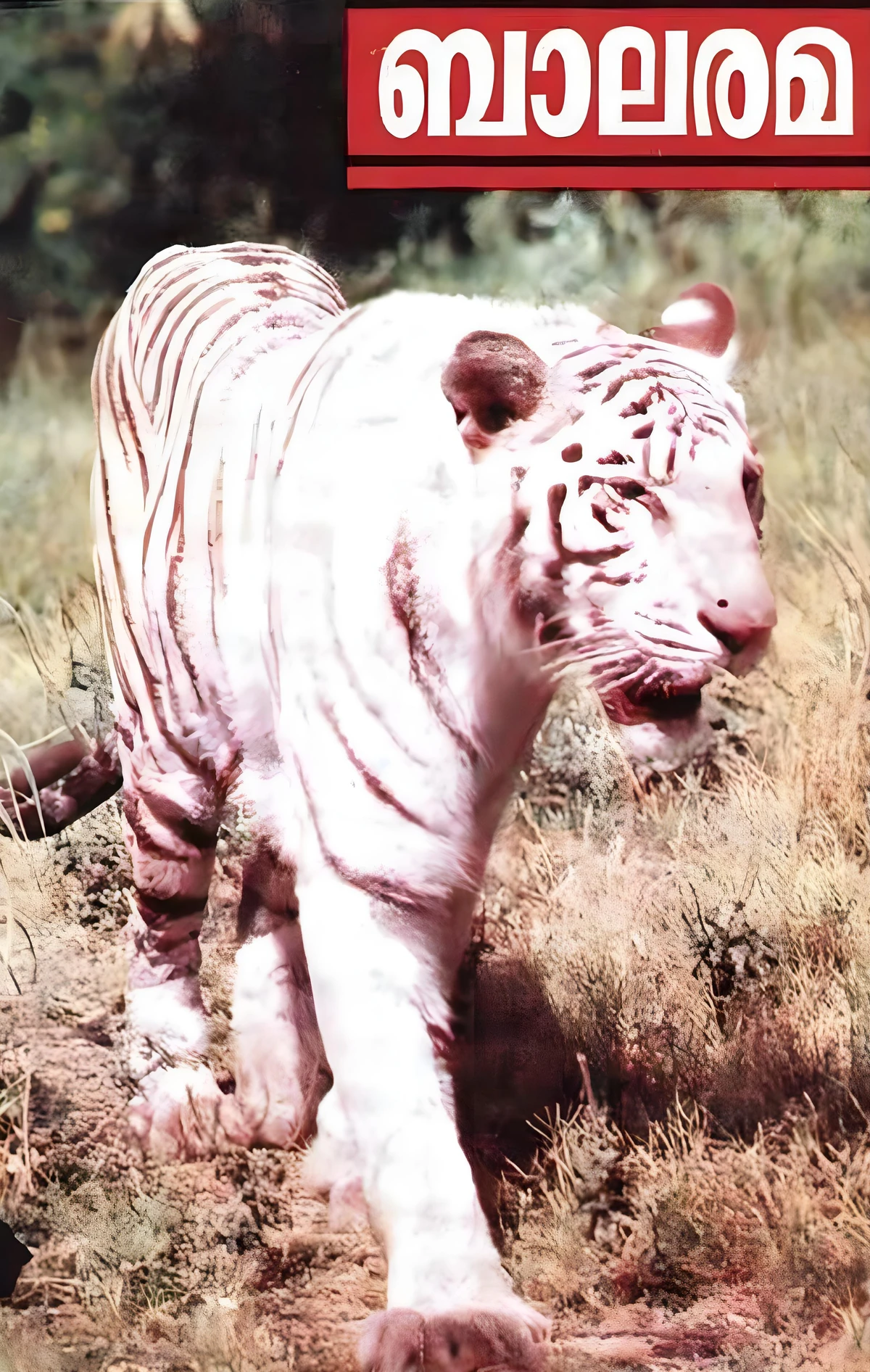 Balarama B11 01 | BalaramaVerse Wiki | Fandom