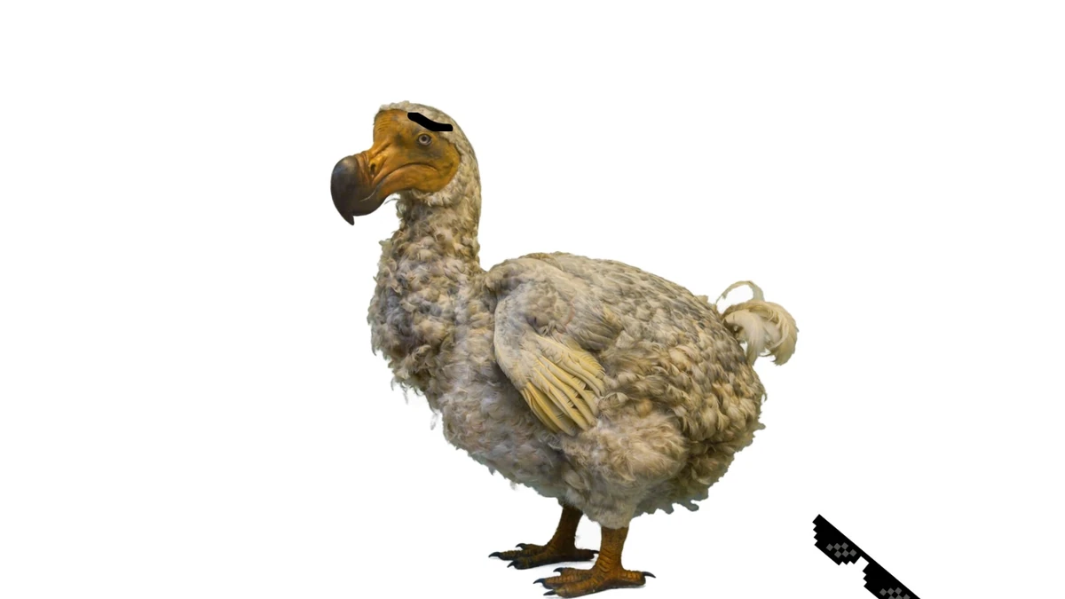 Very cool dodo bird | Baldi's Basics Fanon Wiki | Fandom