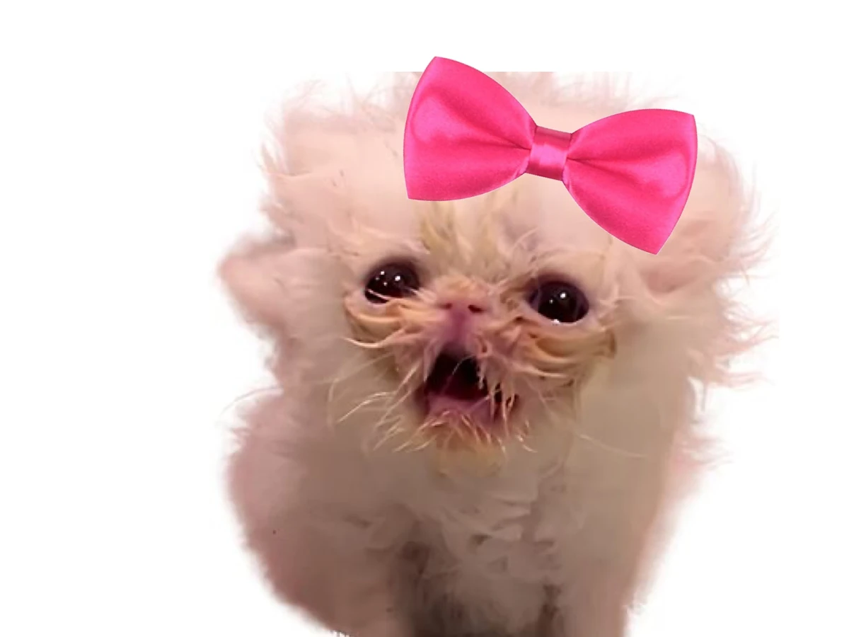 Wisp cat | Baldi's Basics Fanon Wiki | Fandom