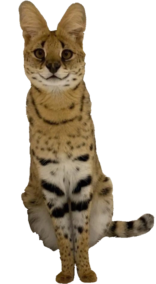 Sogga | Baldi's Basics Fanon Wiki | Fandom