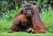 African Orangutan | BaldiFnafAndBendy's Fanon And Parody Wiki | Fandom