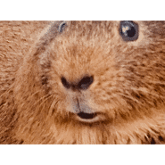 Posters | Baldi's Basics Wiki | Fandom