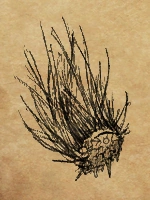 Bandit Scalp | Baldur's Gate Wiki | Fandom