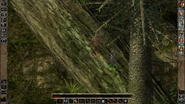 Forest of Tethir (Shadows of Amn) | Baldur's Gate Wiki | Fandom