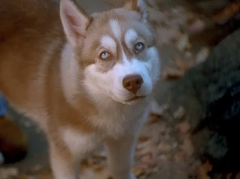 Blaze | Balto Wiki | Fandom