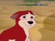 Kodi | Balto-trilogy Wiki | Fandom