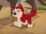 Kodi | Balto-trilogy Wiki | Fandom