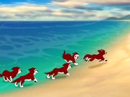 Kodi | Balto-trilogy Wiki | Fandom