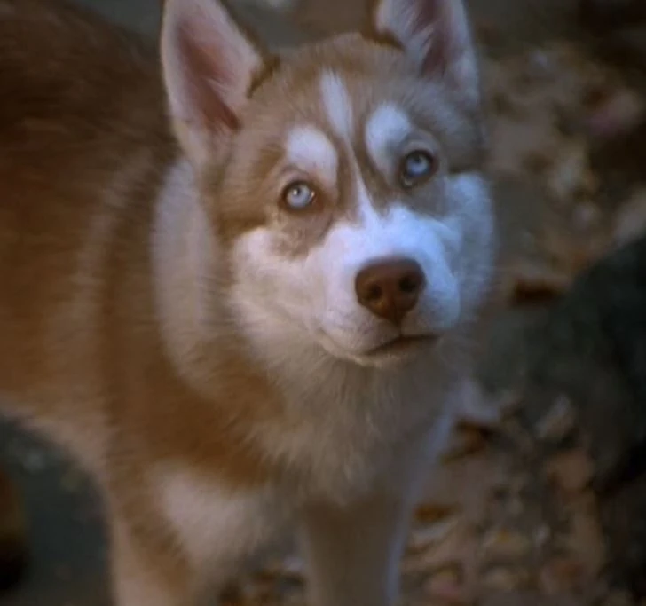 Blaze | Balto-trilogy Wiki | Fandom