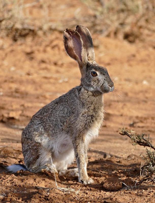 Cape Hare | Bamboogummy's Animal Jam Roleplay Wiki | Fandom