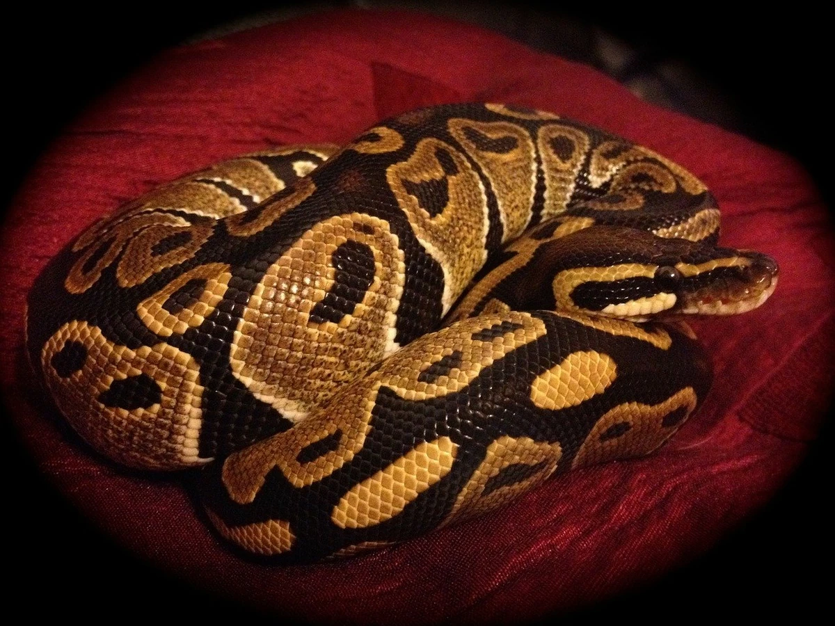 Ball Python | Bamboogummy's Animal Jam Roleplay Wiki | Fandom