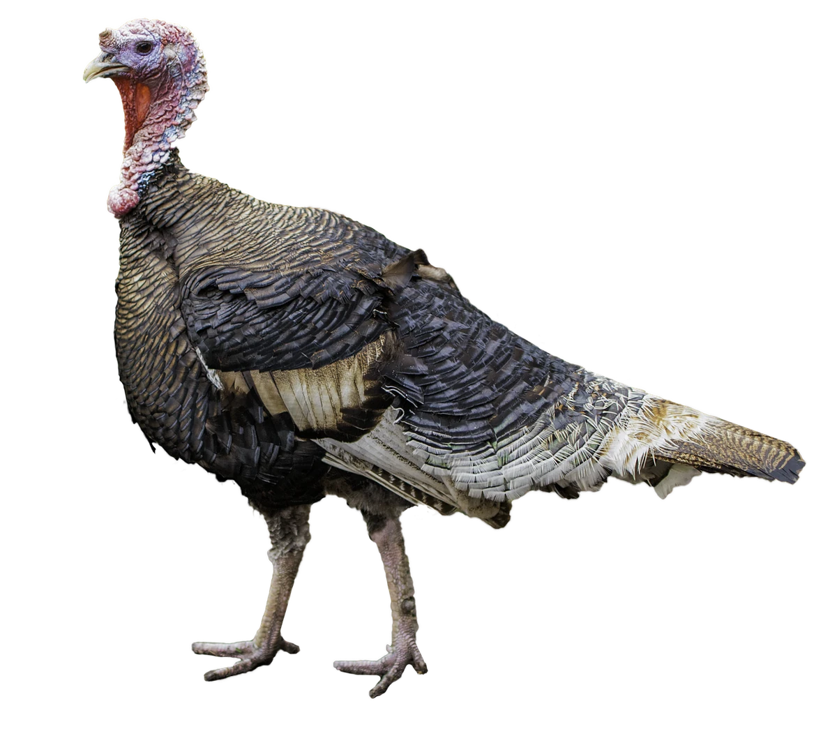 Domestic Turkey | Bamboogummy's Animal Jam Roleplay Wiki | Fandom