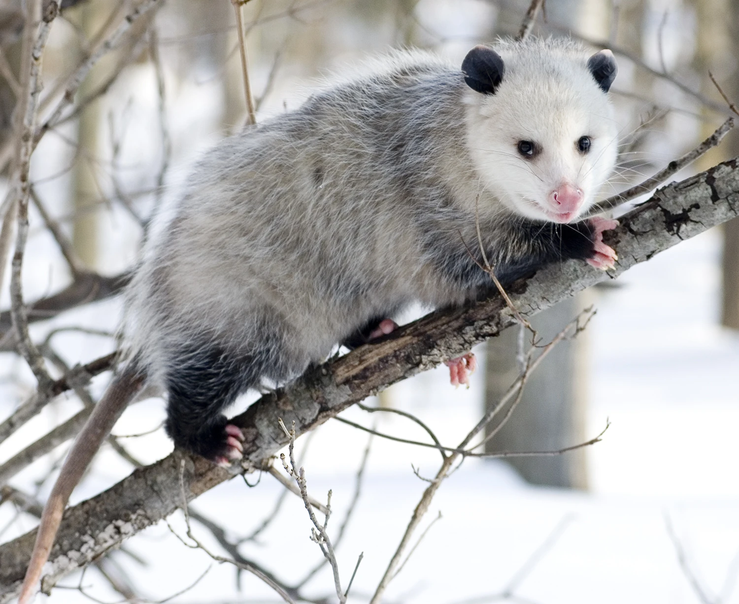 North American Opossum | Bamboogummy's Animal Jam Roleplay Wiki | Fandom