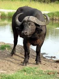 African Buffalo | Bamboogummy's Animal Jam Roleplay Wiki | Fandom