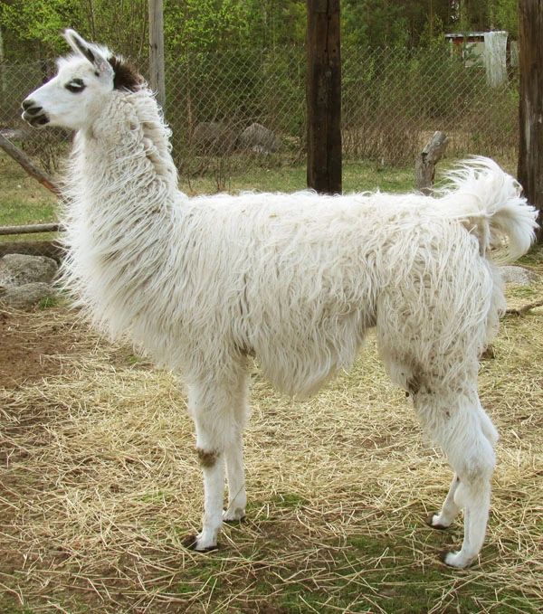 Llama | Bamboogummy's Animal Jam Roleplay Wiki | Fandom